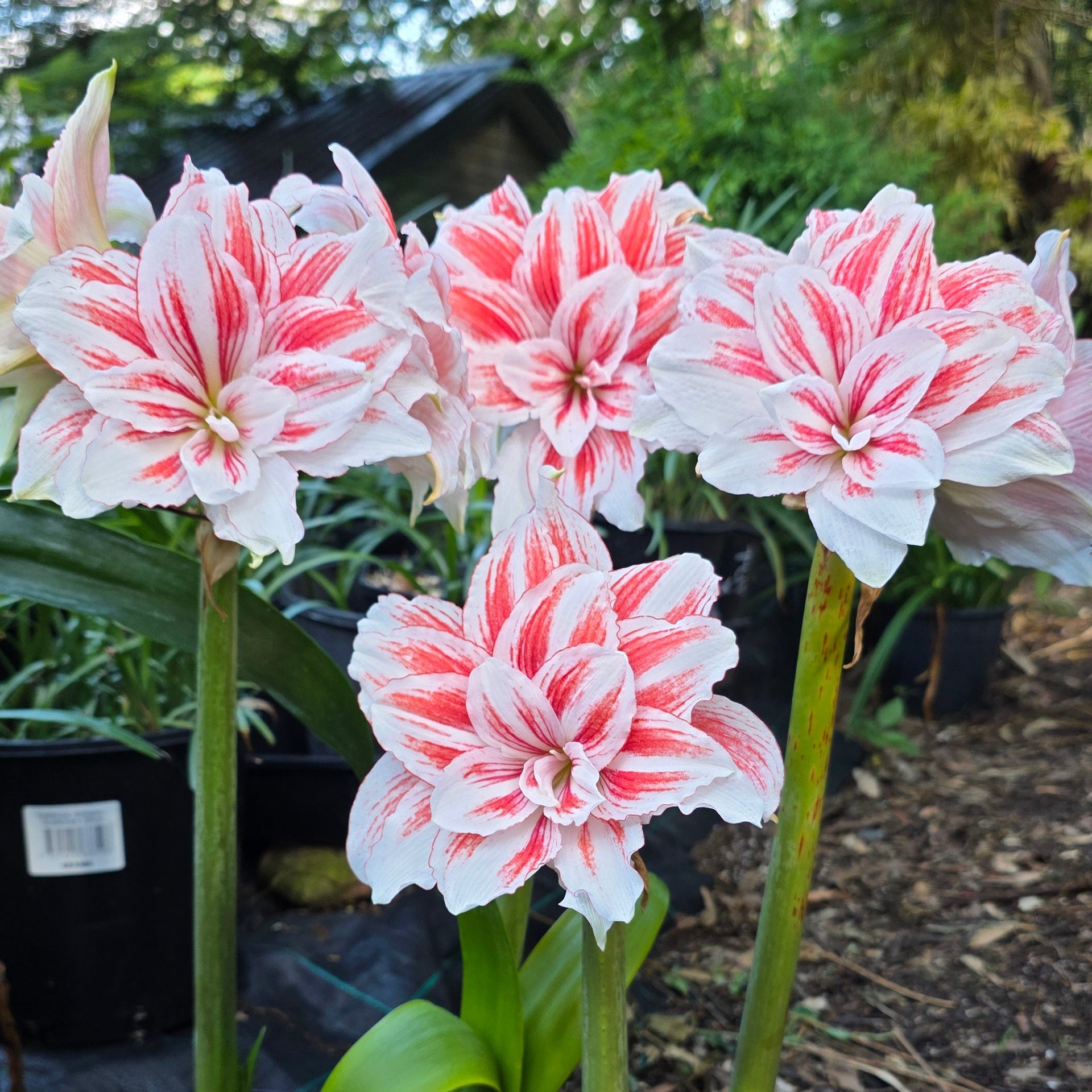 Hippeastrum